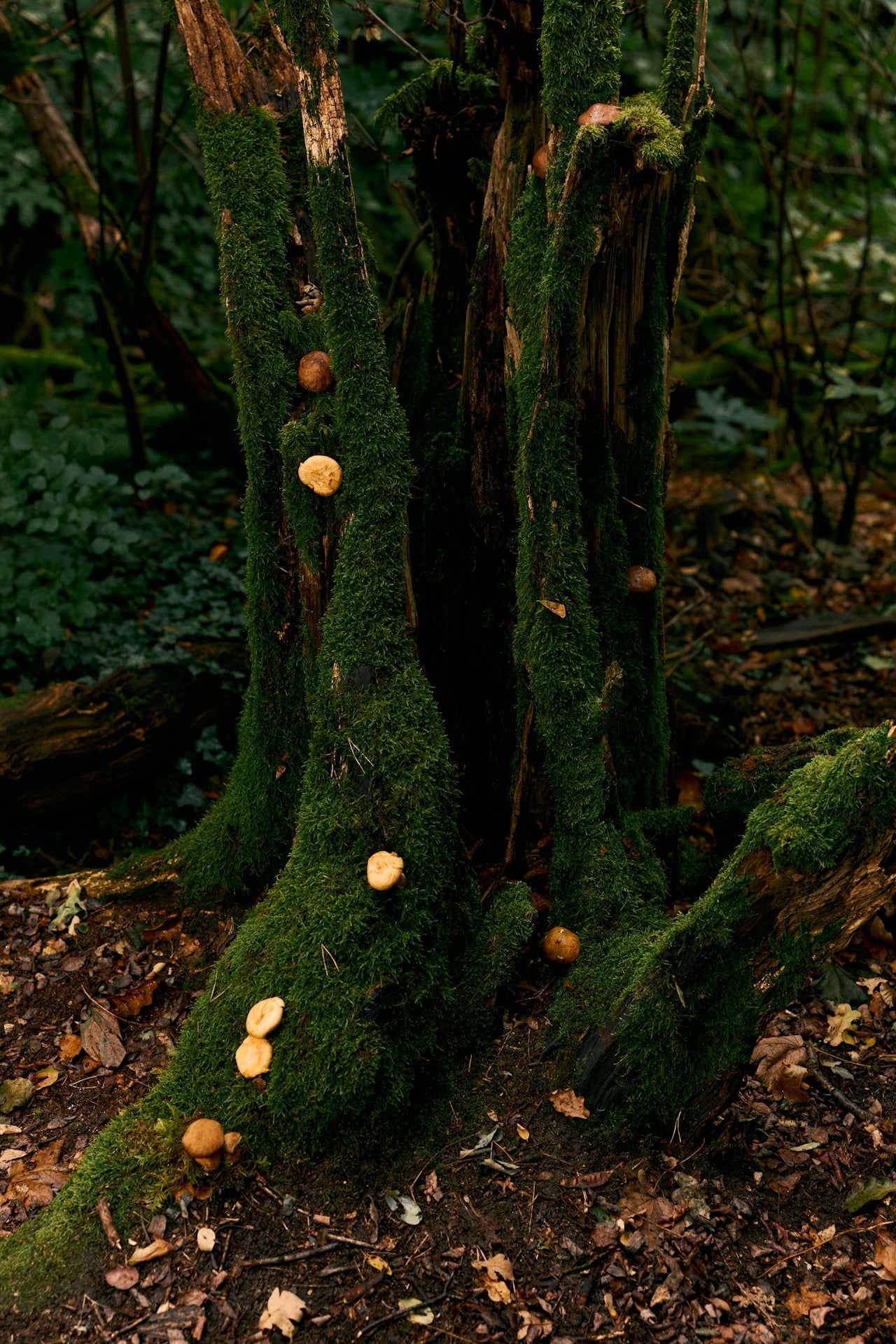 WOODSY + EARTHY SCENTED WOOD WICK CANDLES - Clean and slow burning ...